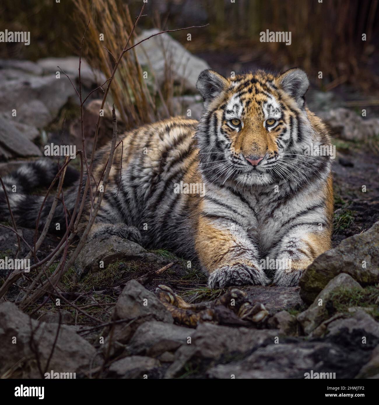 Male female siberian tiger panthera Banque de photographies et d’images ...