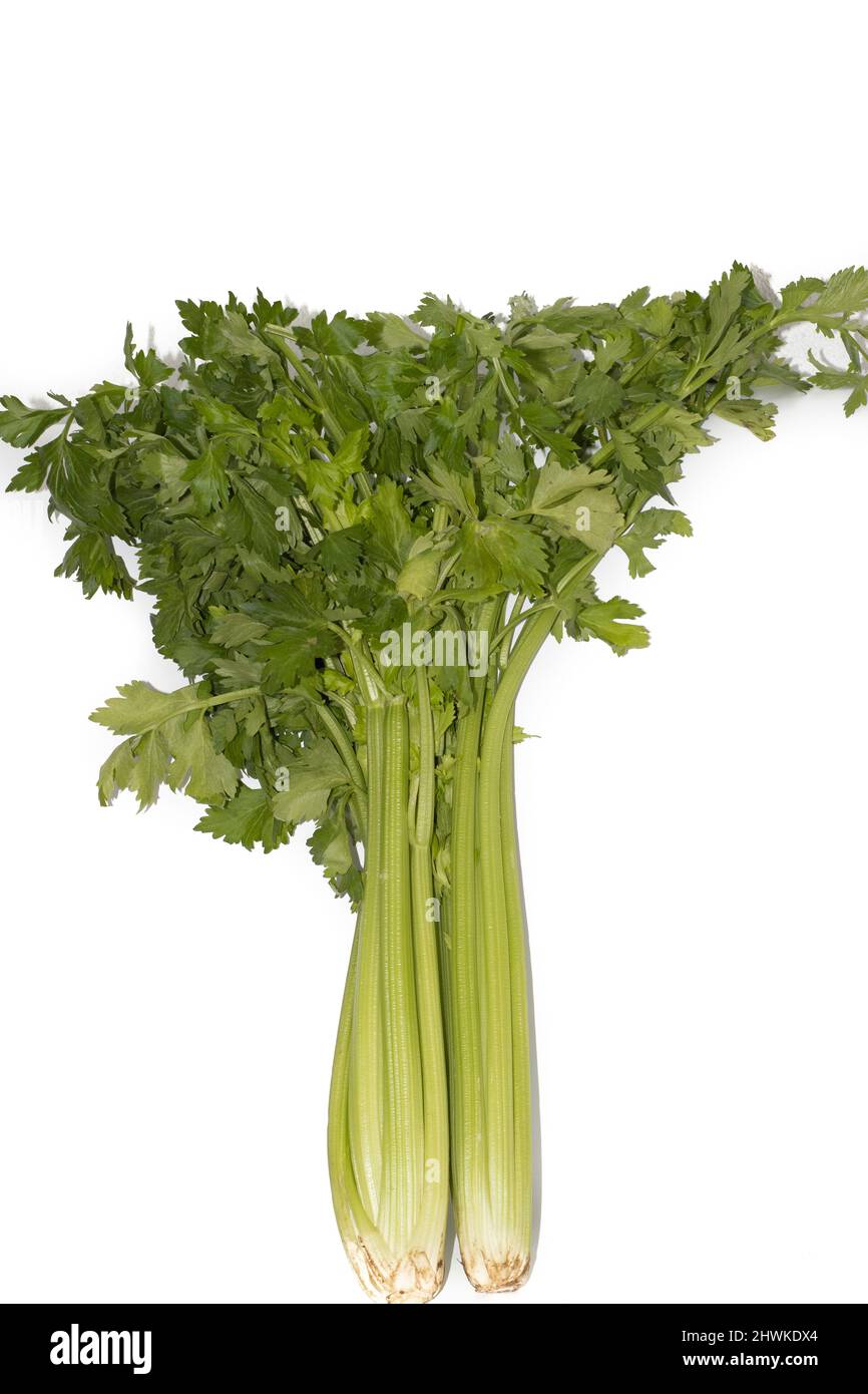 Bouquet de céleri Banque de photographies et d’images à haute ...