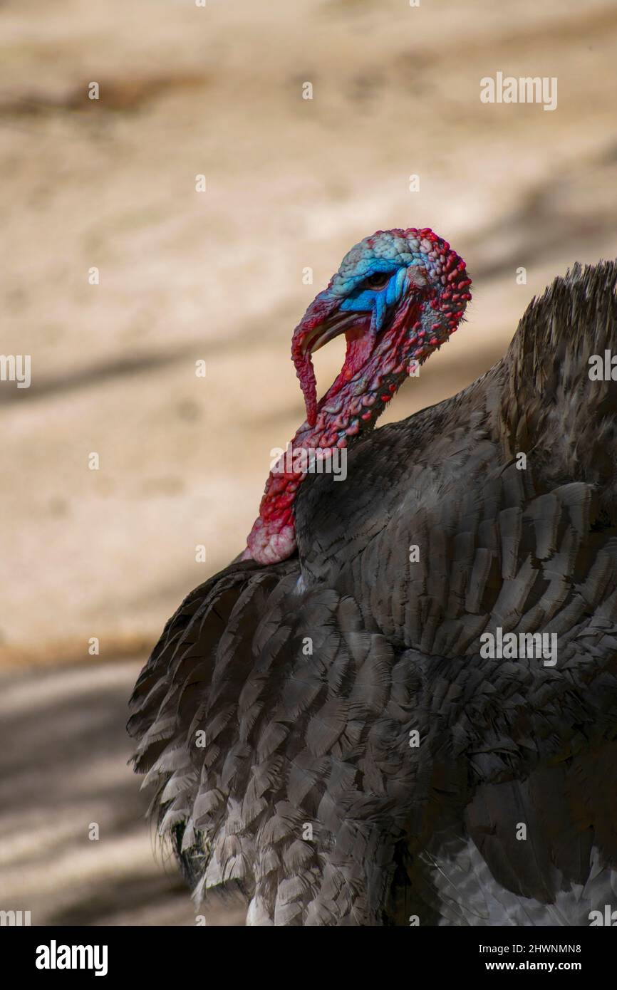 Dinde du nord Banque de photographies et d’images à haute résolution ...