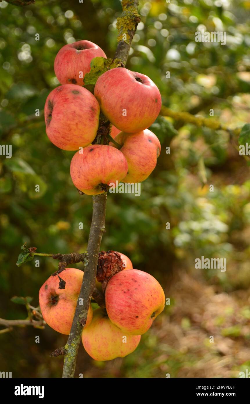 Grosser apfelbaum Banque de photographies et d’images à haute ...