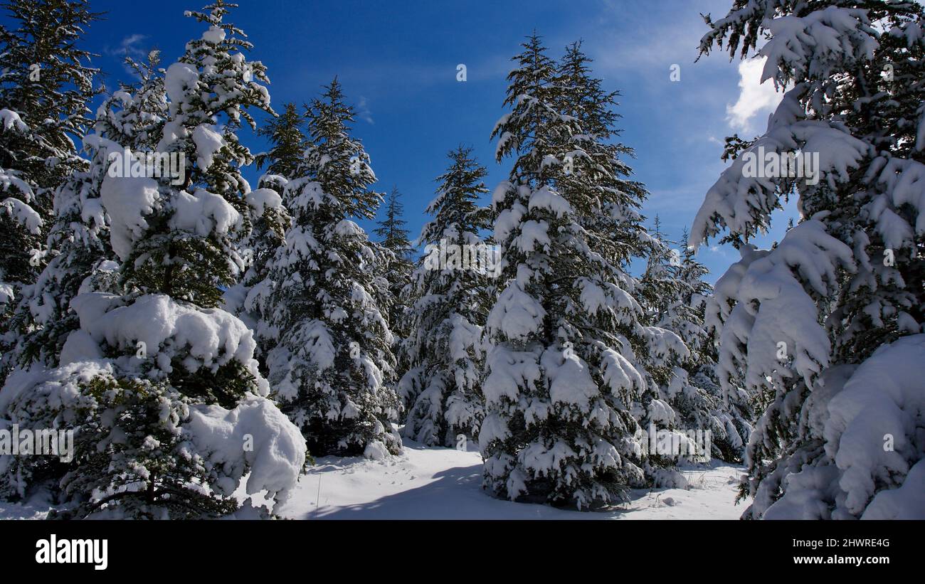 Forêt de pins, saison d'hiver. Forêt enneigée par temps ensoleillé ...
