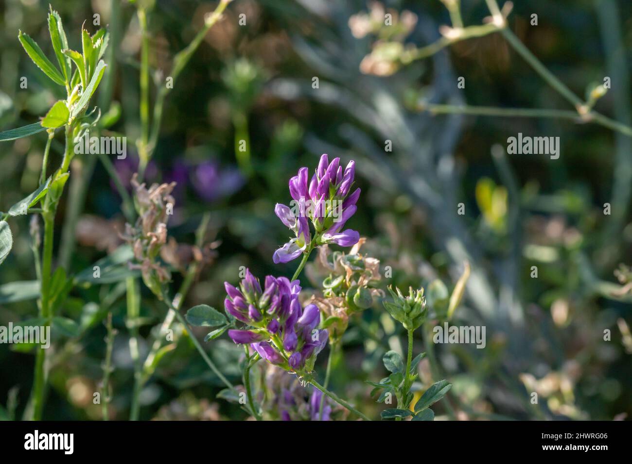 Fleur de luzerne Banque de photographies et d’images à haute résolution ...