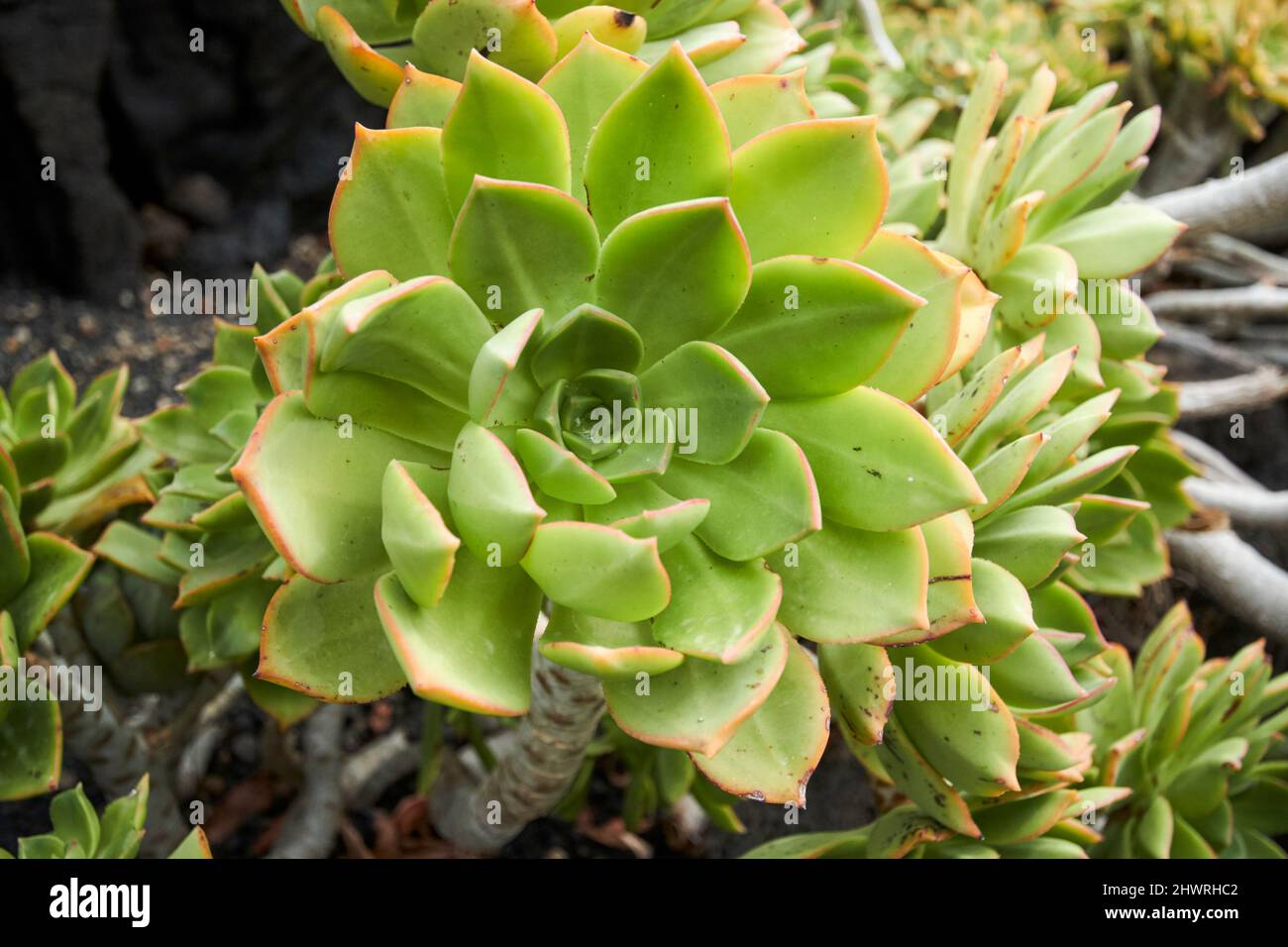 aeonium canariense plante succulente originaire des îles canaries rose ...