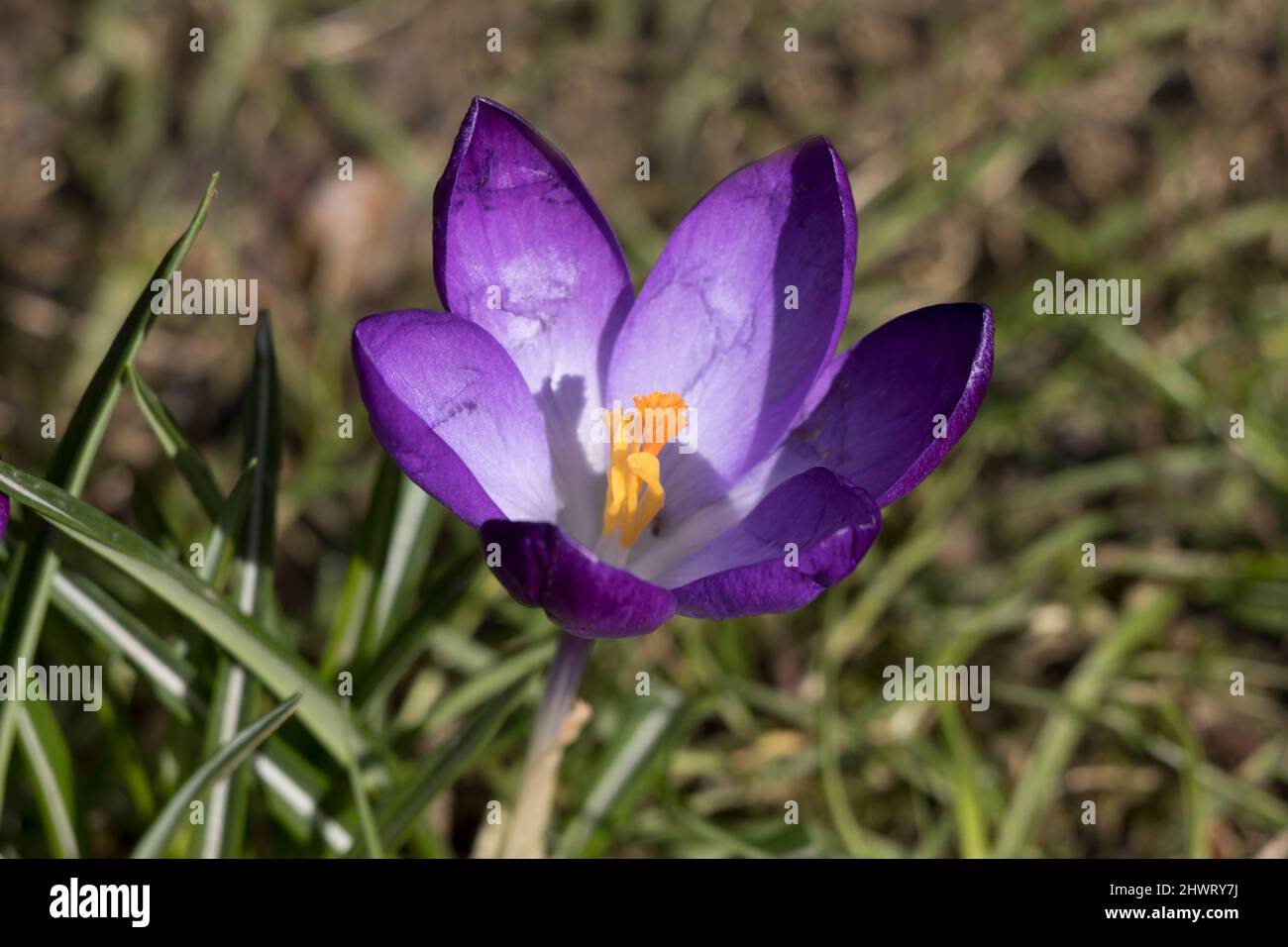Violet crocus Banque de photographies et d’images à haute résolution ...