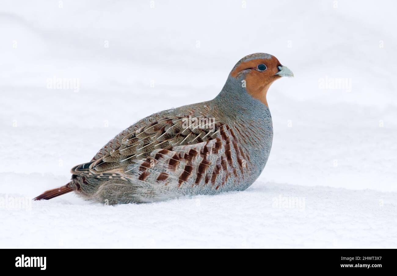 Perdrix des neiges Banque de photographies et d’images à haute ...