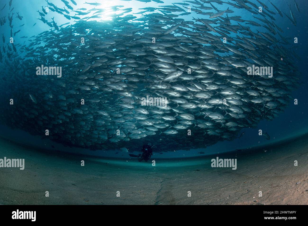 Un plongeur admire une grande agrégation de poissons-ramasse dans les ...