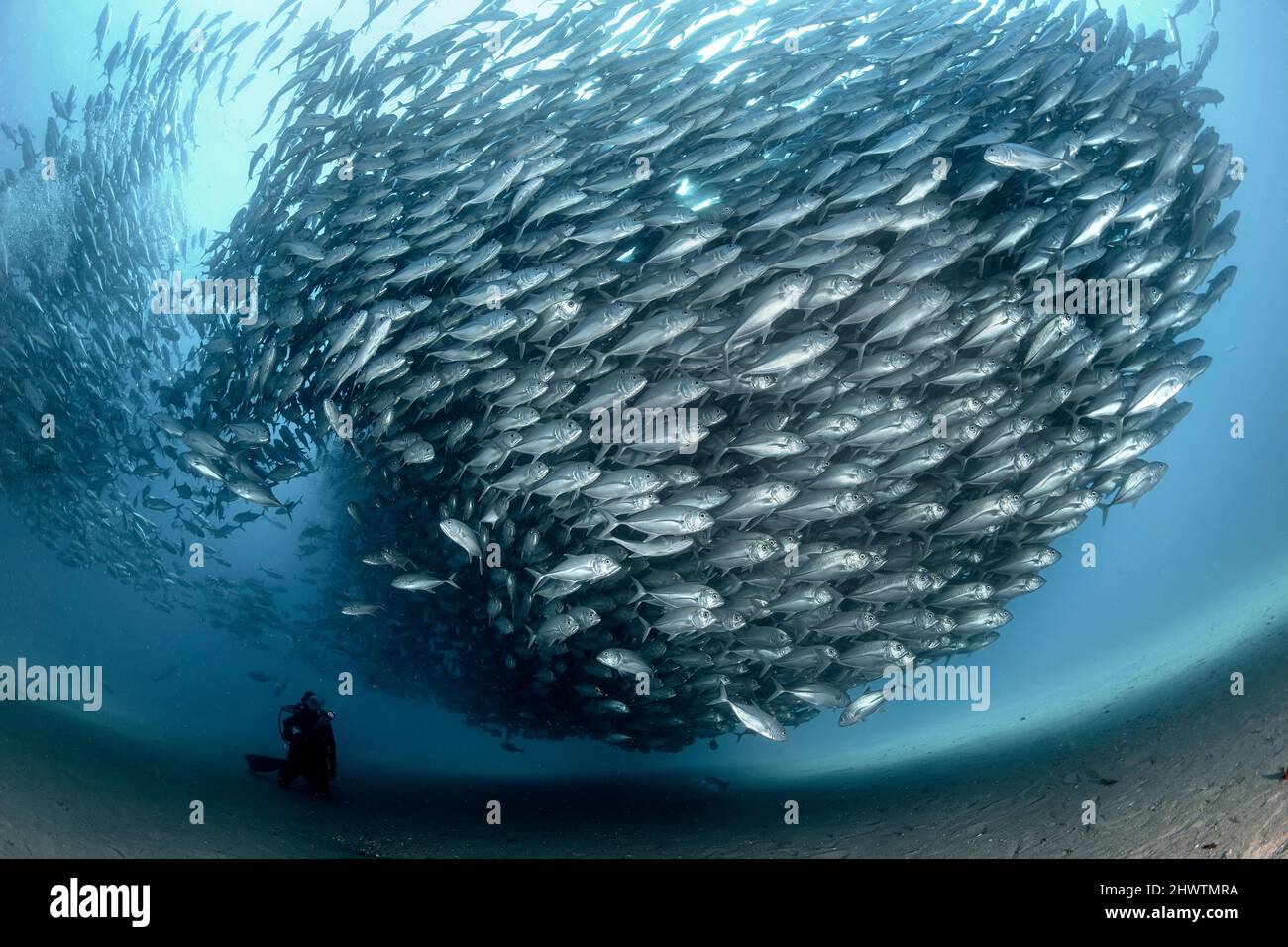 Un plongeur admire une grande agrégation de poissons-ramasse dans les ...