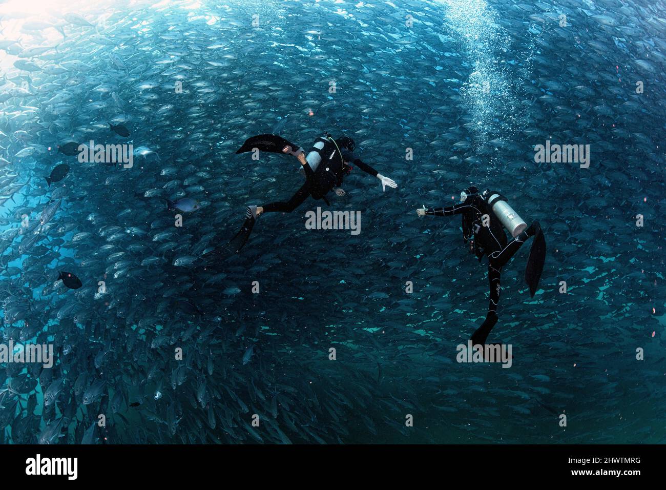 Deux plongeurs admirent en émerveillement une grande agrégation de ...