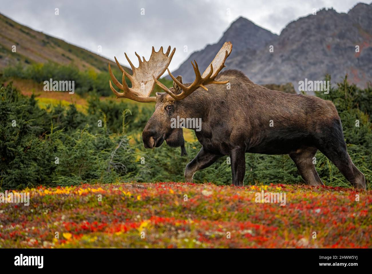 Orignal géant Banque d'image et photos - Alamy