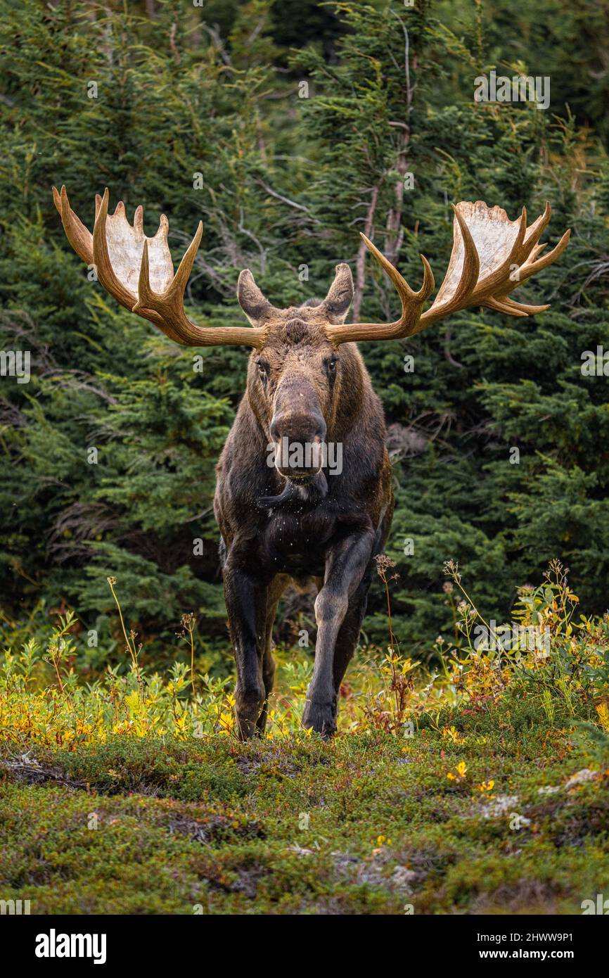 Orignal géant Banque d'image et photos - Alamy