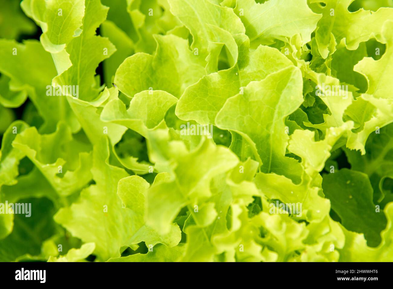 Salades vertes a imprimer Banque de photographies et d’images à haute ...