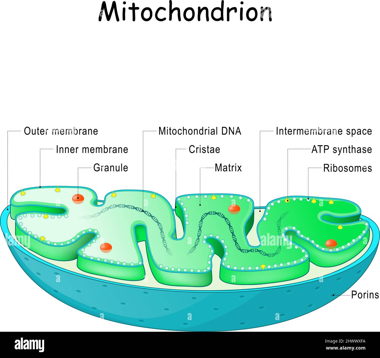 Anatomie Des Mitochondries Structure Composants Et Organelles