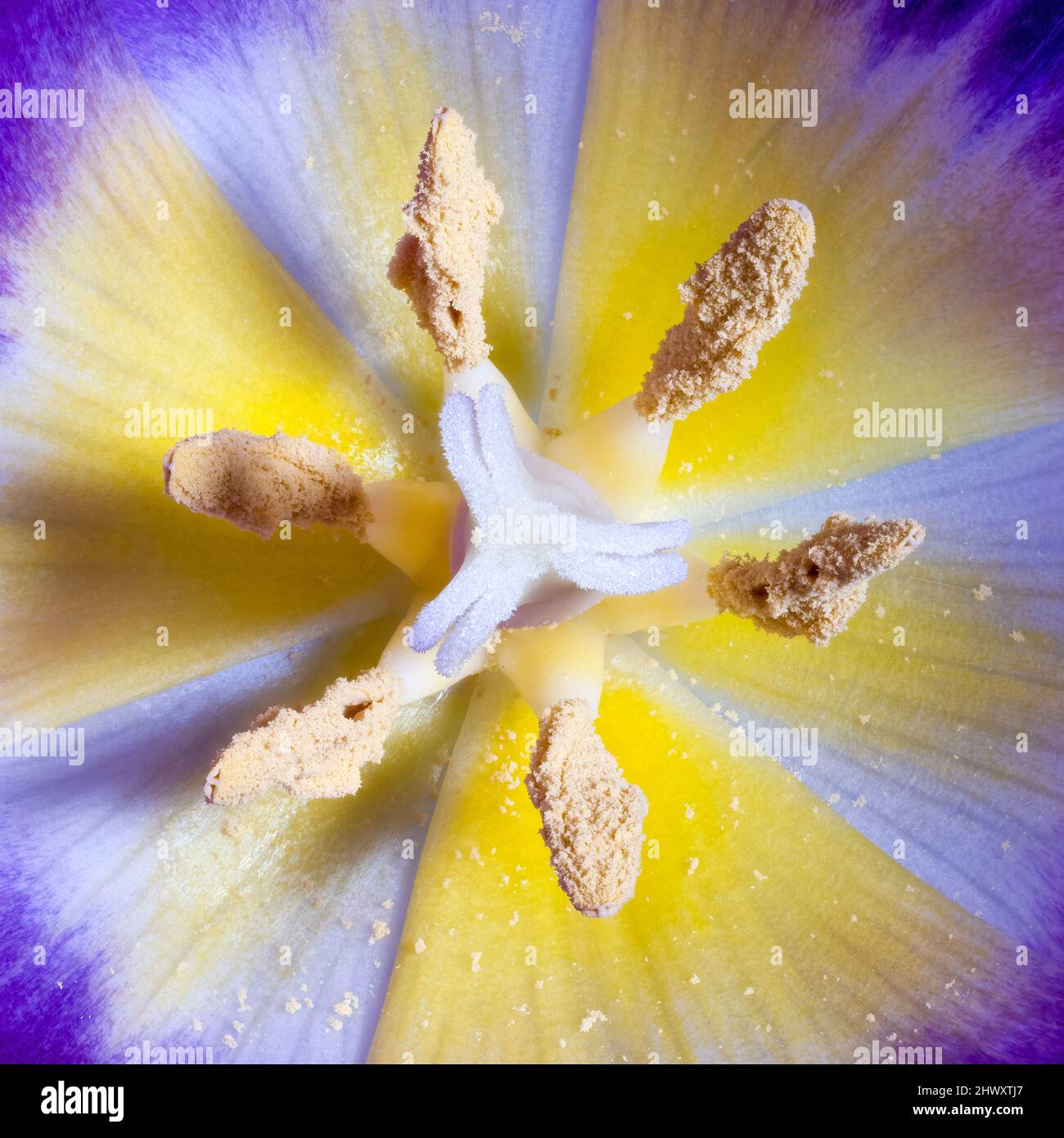 Gros plan d'une fleur de tulipe ouverte montrant la stigmatisation, le ...