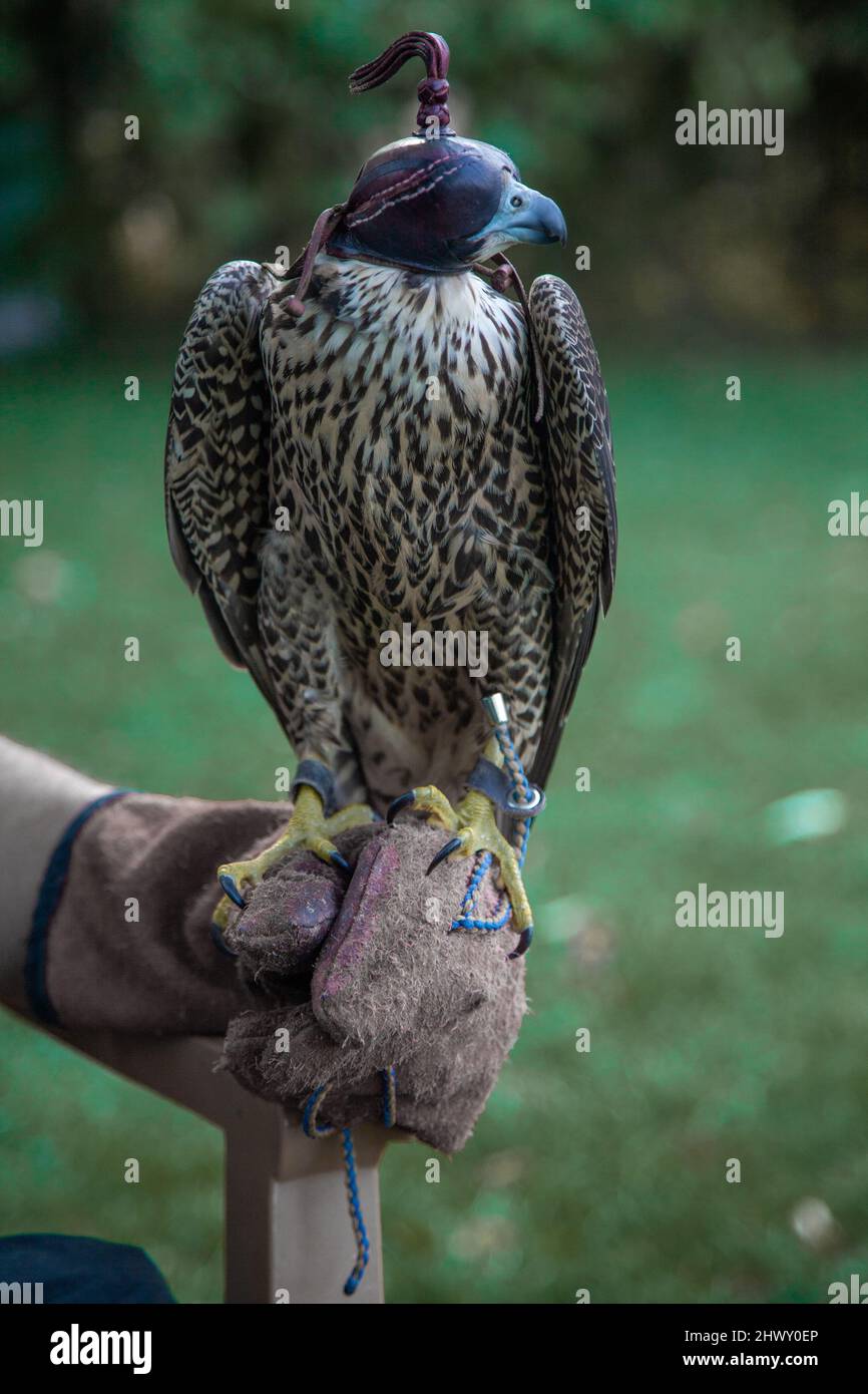 Falconry Falconer Peregrine Peregrine Falcon Banque d'image et photos ...
