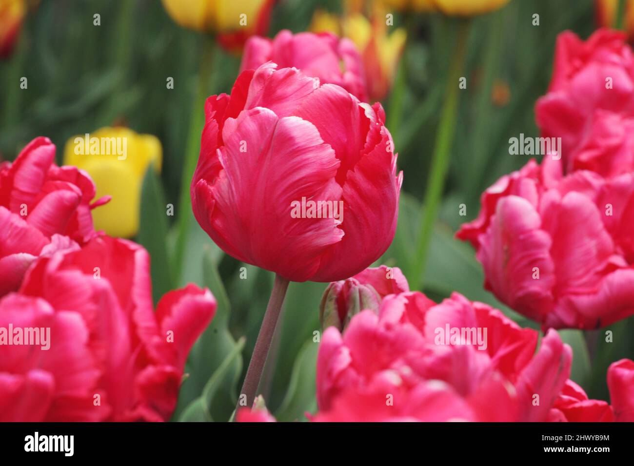 Perroquet rose Banque de photographies et d’images à haute résolution ...