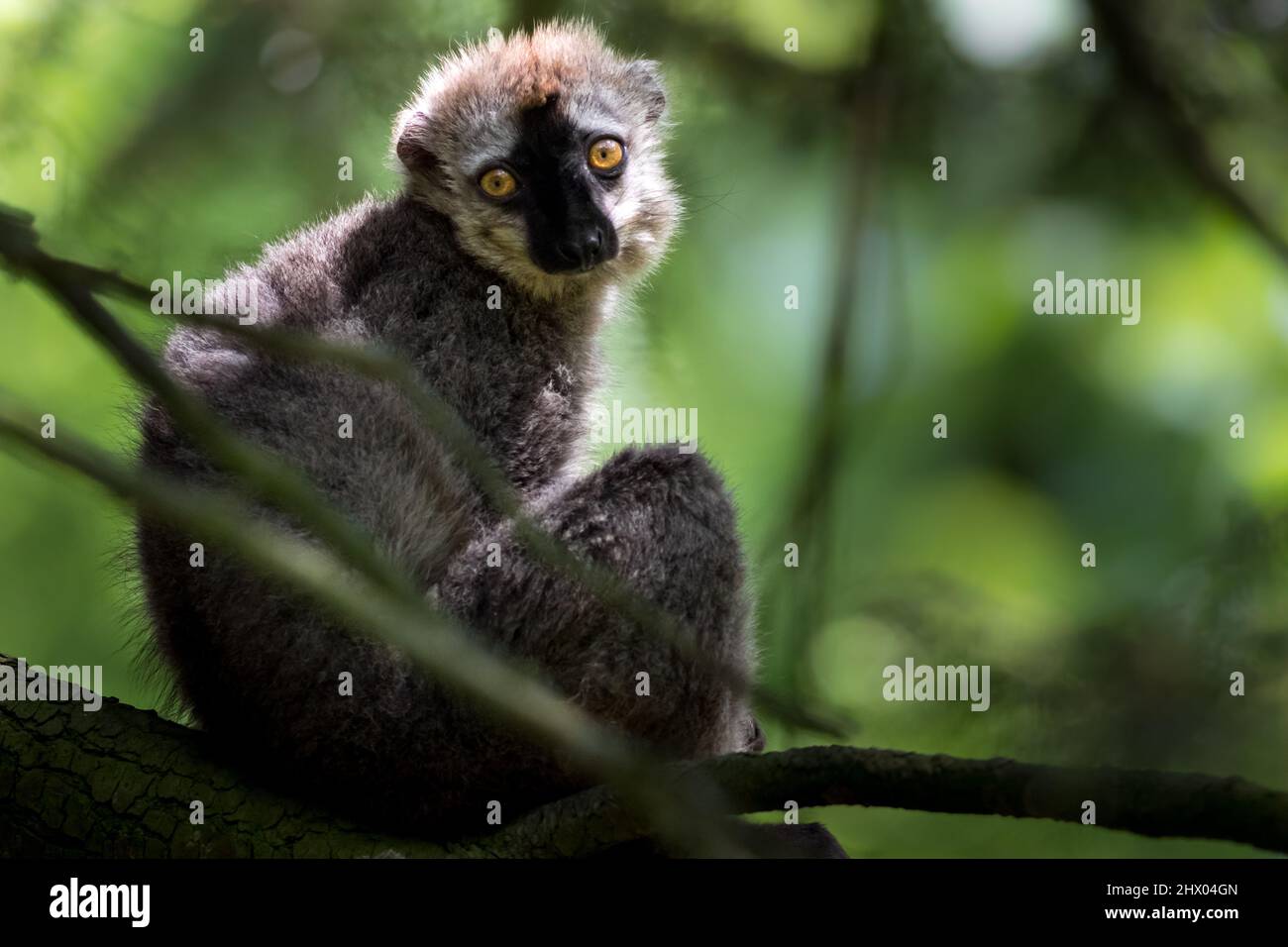 Lémurien africain Banque de photographies et d’images à haute ...