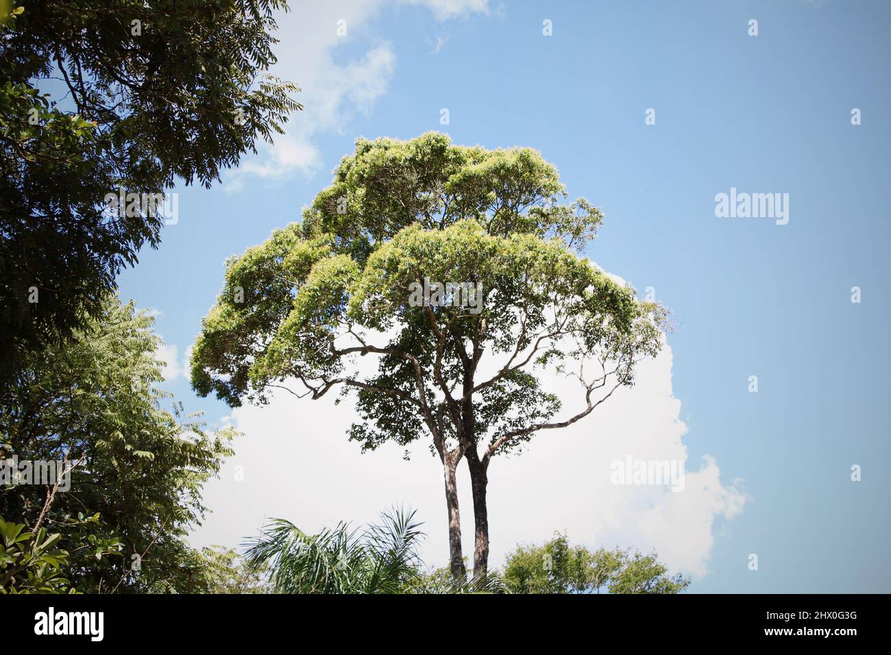 Solitaire tree Banque de photographies et d’images à haute résolution ...