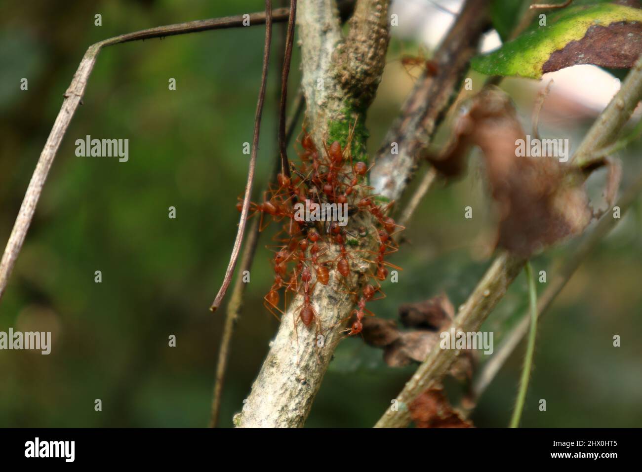 Gros plan d'un certain nombre de fourmis de feu capturant un fourmis ...