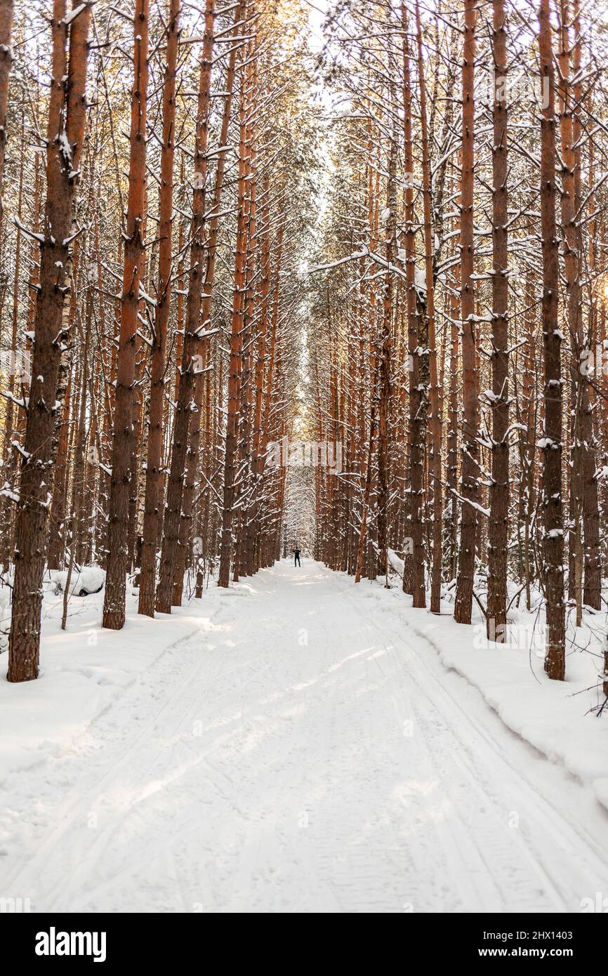 Une promenade à travers la forêt d'hiver. Des arbres de neige et une ...