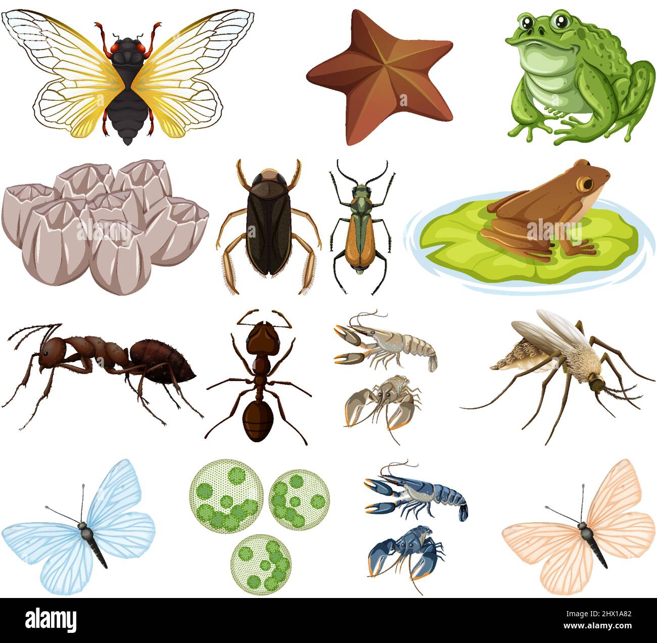 Différents types d'insectes et d'animaux sur fond blanc illustration ...