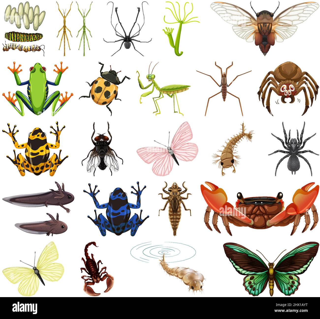 Différents types d'insectes et d'animaux sur fond blanc illustration ...