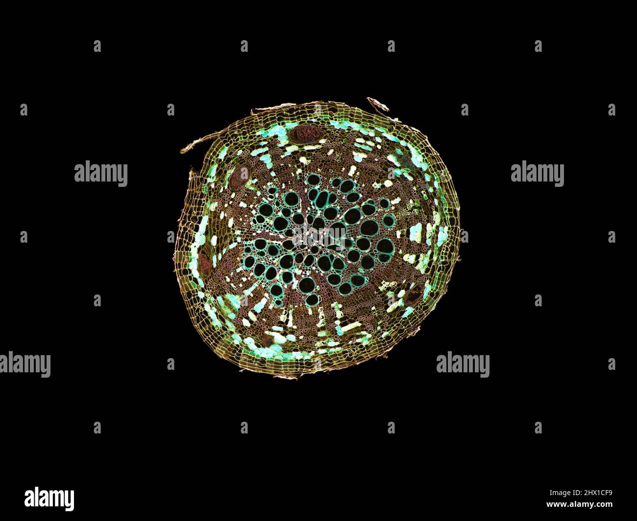 coupe transversale de la tige de la plante sous le microscope – vue ...