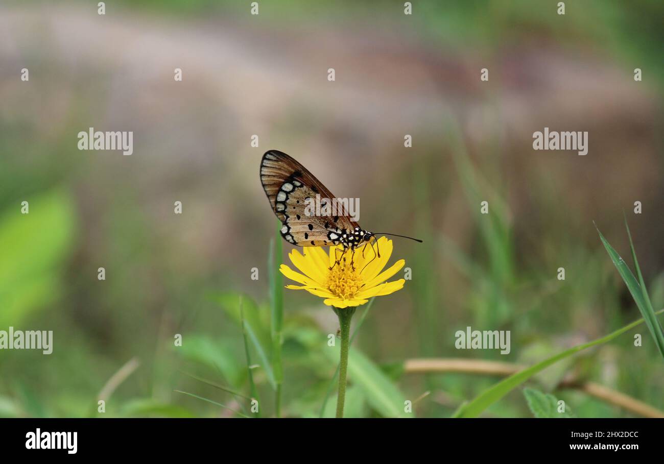 Petit papillon jaune Banque d'image et photos - Alamy