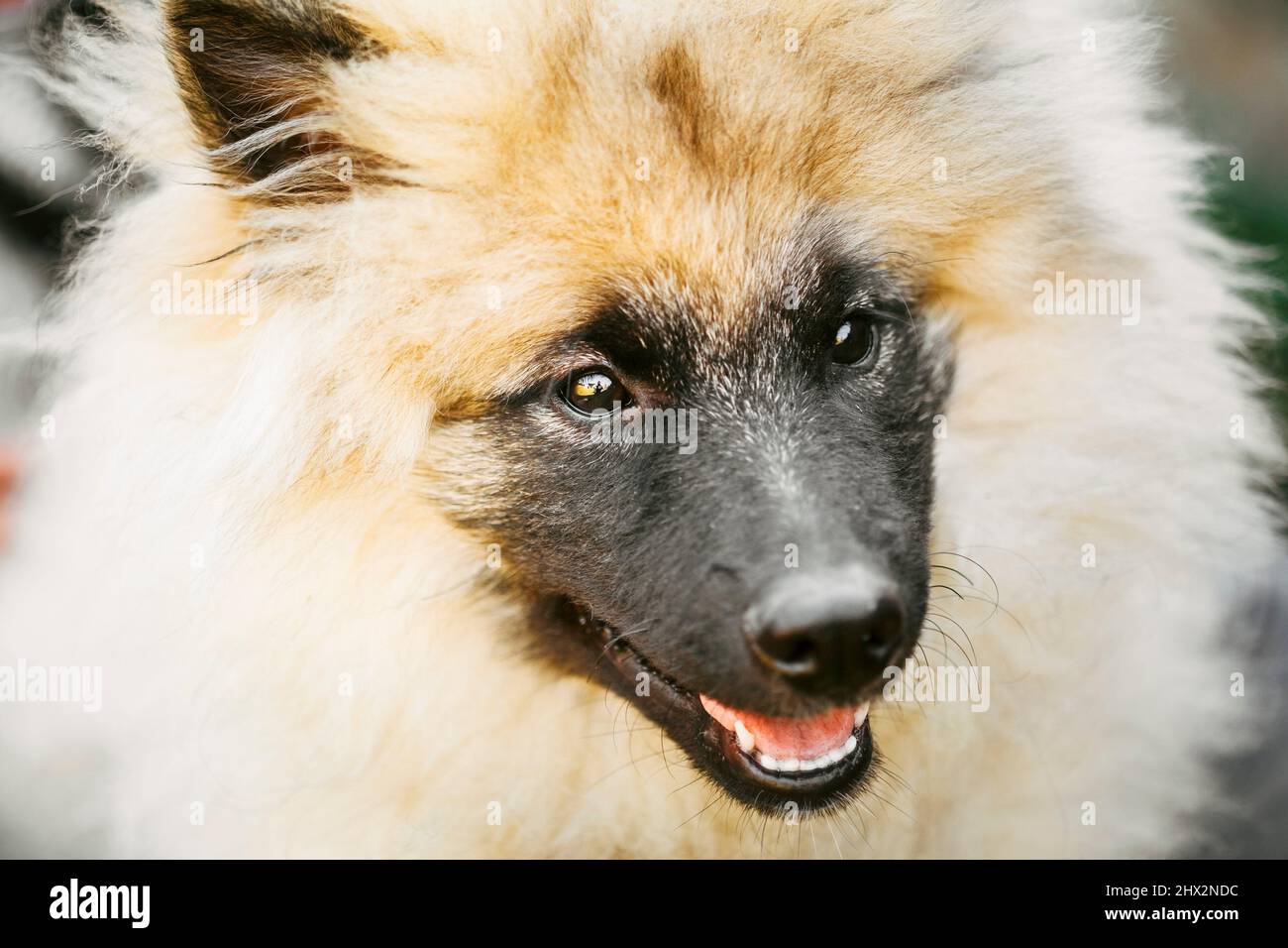 Chiot spitz allemand Banque de photographies et d’images à haute ...