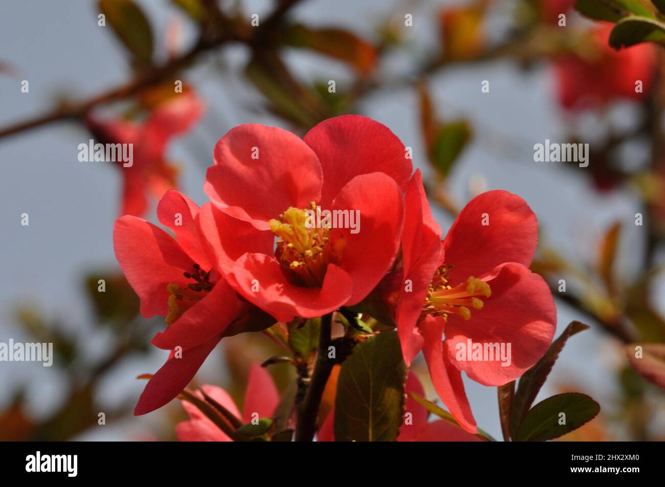 Fleur de coing japonaise Banque de photographies et d’images à haute ...