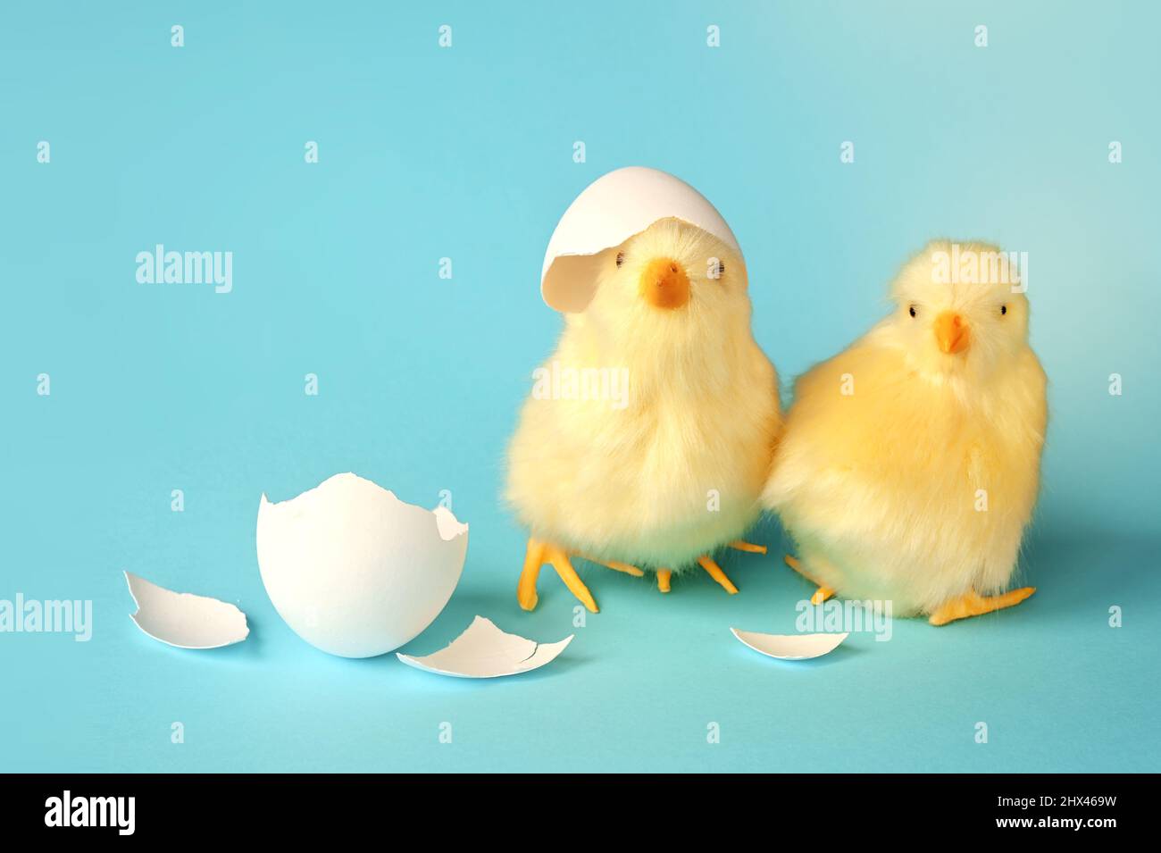 Drôle de poussin nouveau-né avec coquille d'oeuf cassé sur la tête ...