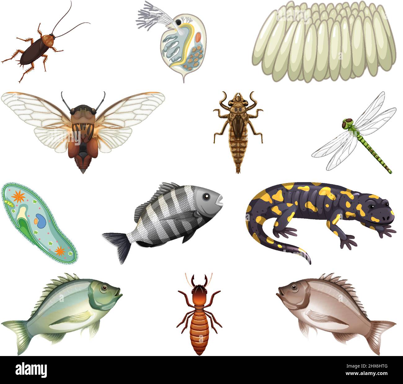 Différents types d'insectes et d'animaux sur fond blanc illustration ...