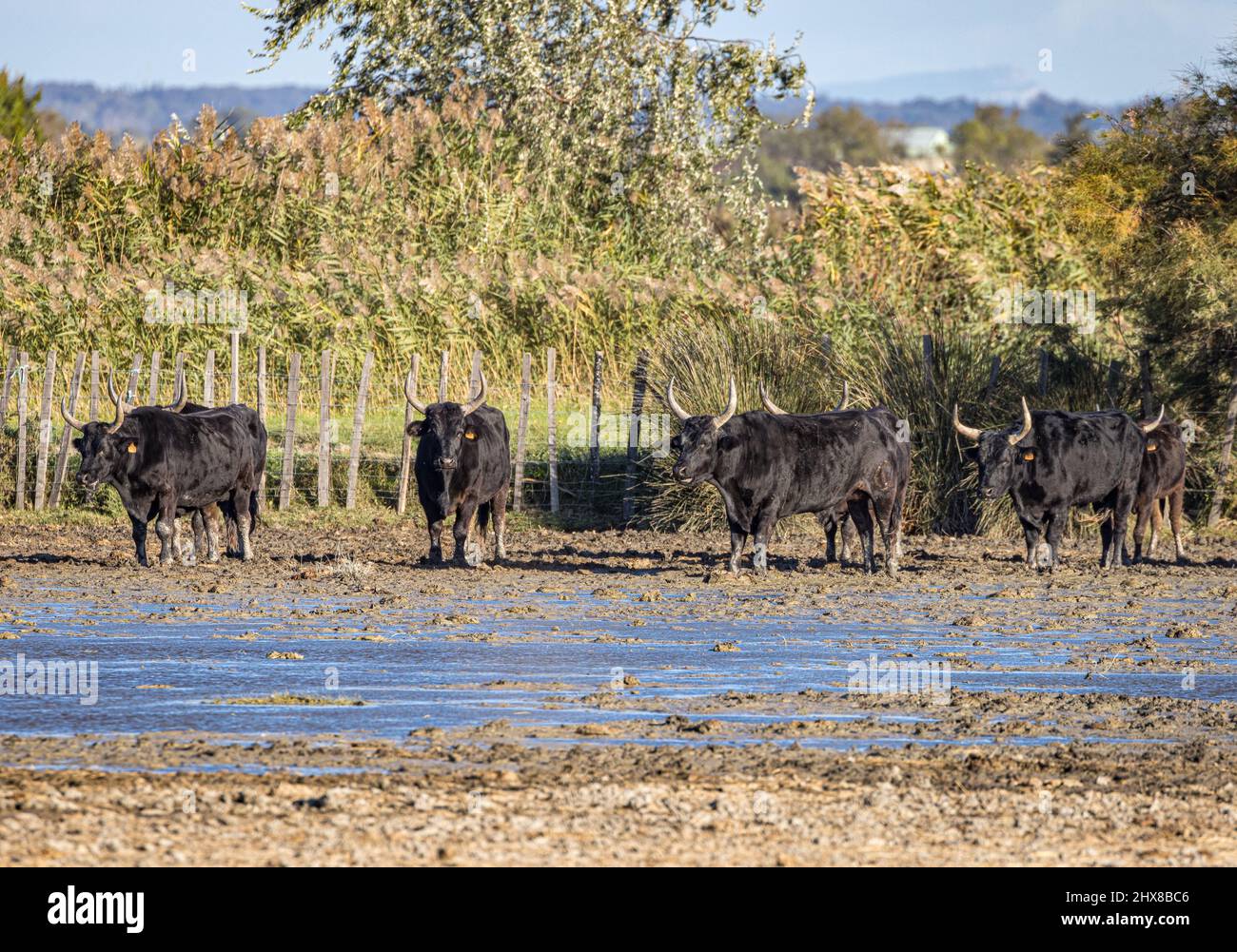 France camargue cattle camargue bulls Banque de photographies et d ...