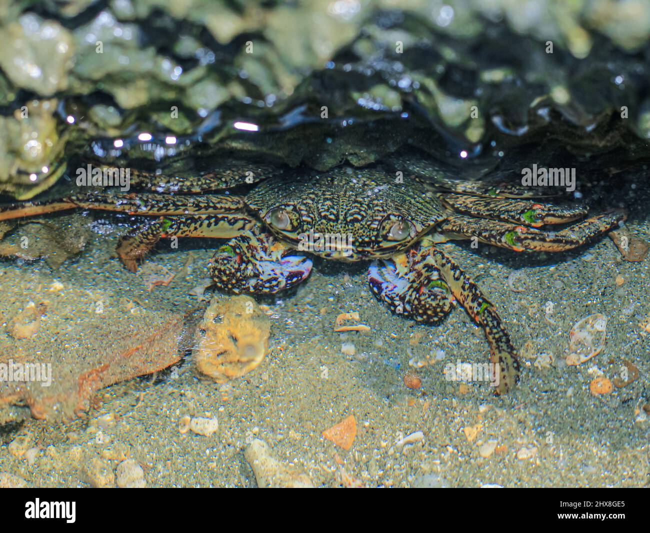 Crabe de mer Banque de photographies et d’images à haute résolution - Alamy