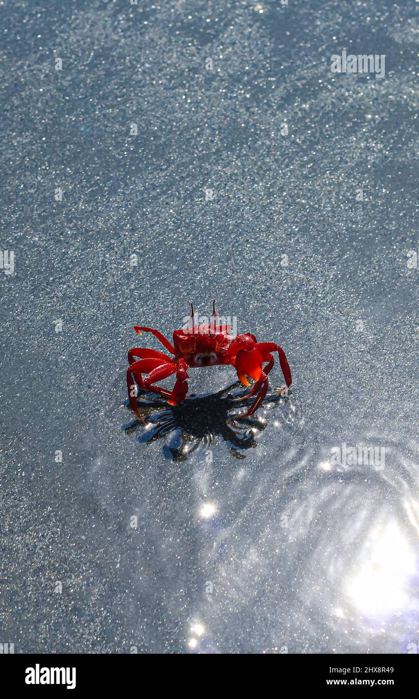 Gros plan et accent sélectif sur le crabe de sable rouge à l'île de ...