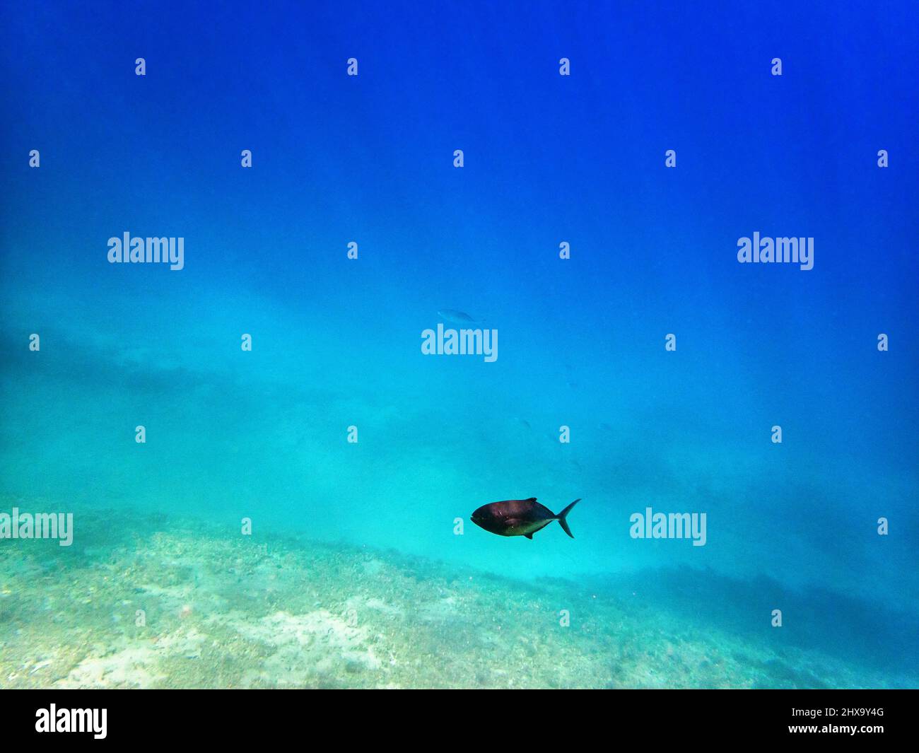 Poisson prédateur Banque de photographies et d’images à haute ...