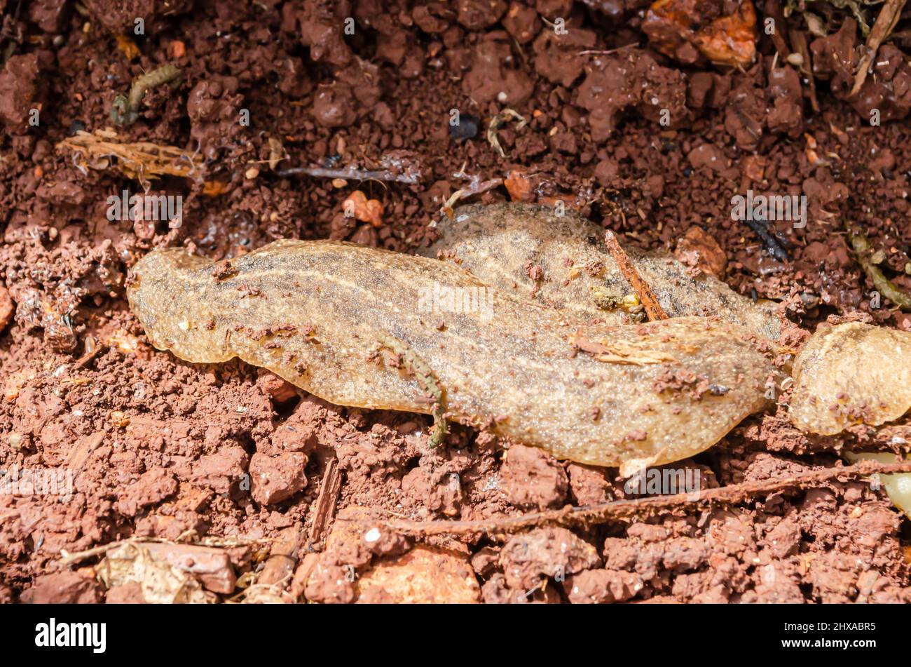 Limaces de terre Banque de photographies et d’images à haute résolution ...