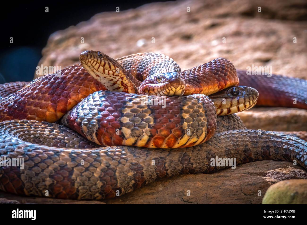 Accouplement de serpents Banque de photographies et d’images à haute ...
