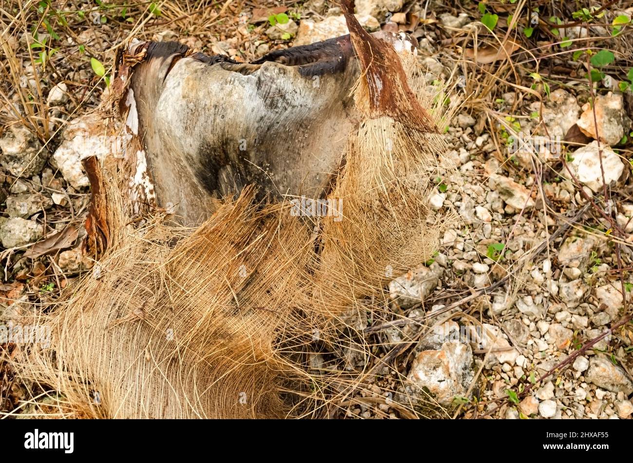 Sur le sol rocailleux se trouve une feuille de noix de coco qui était ...