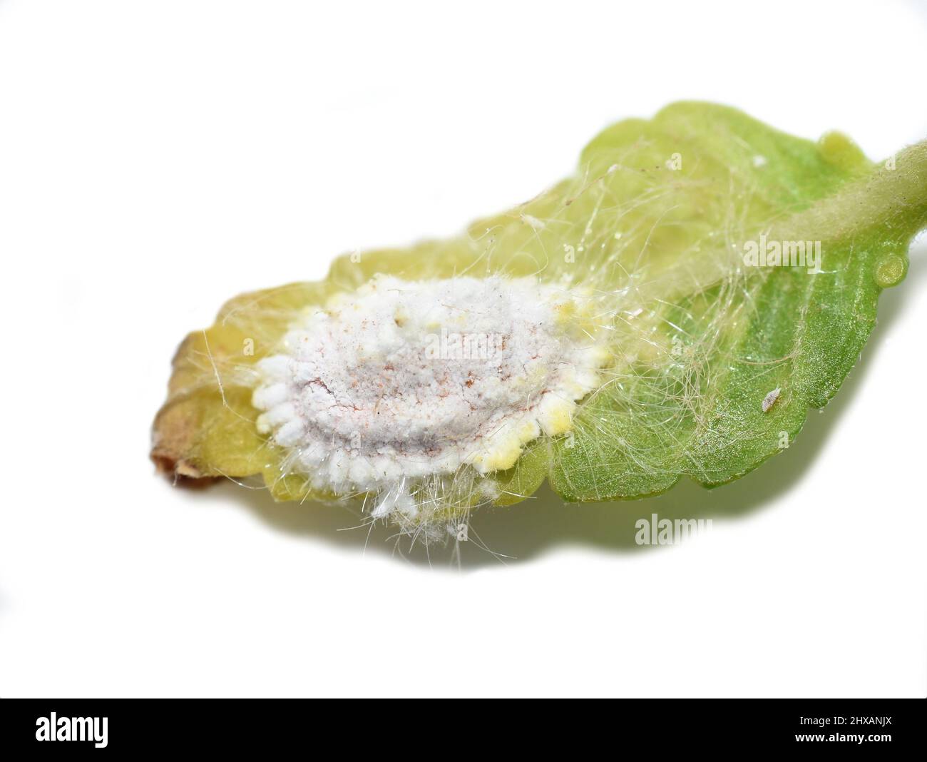 Insecte de l'échelle des Seychelles Icerya seychellarum cotony insecte ...