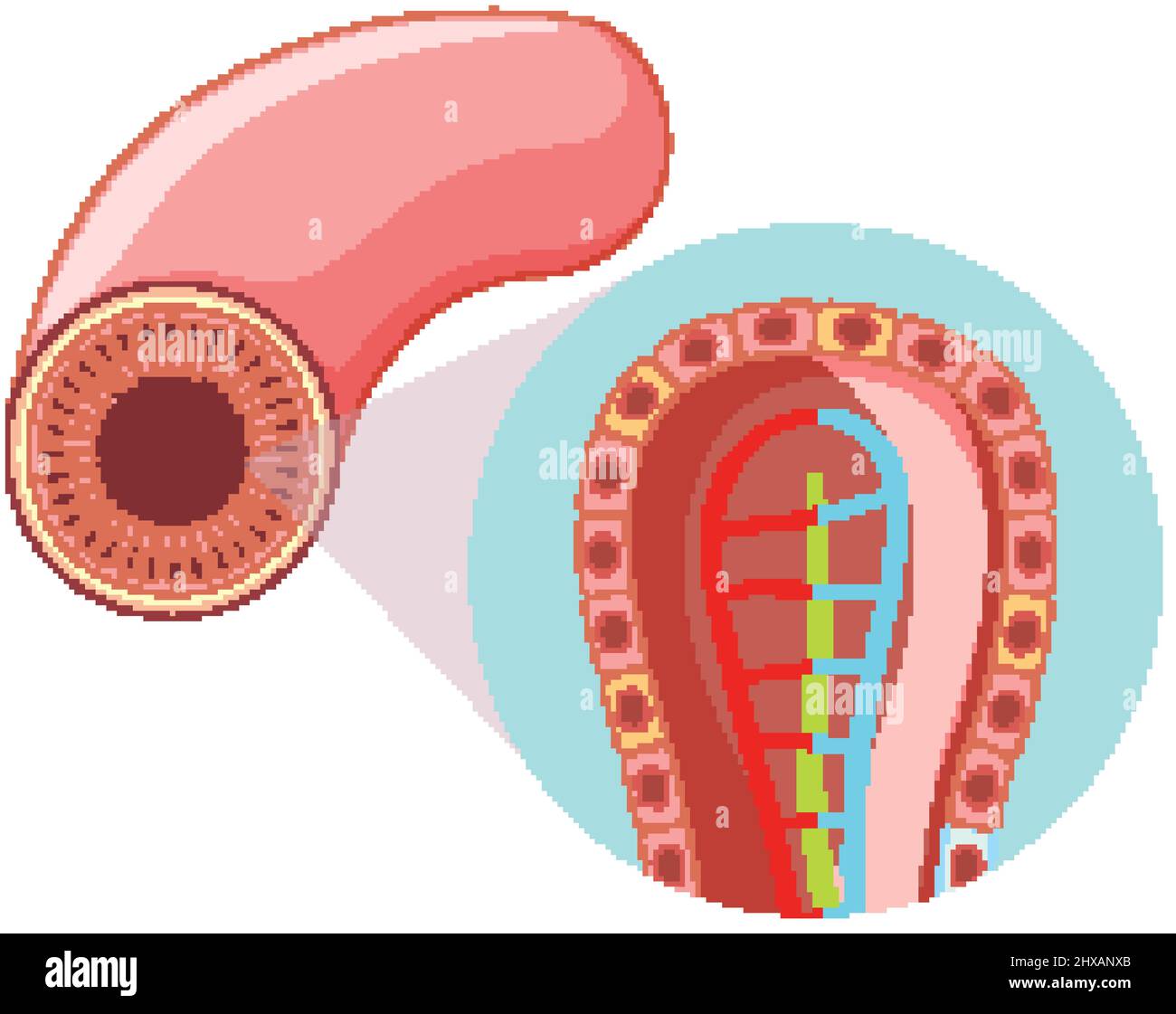 Schéma illustrant la structure du villosités intestinales Image ...