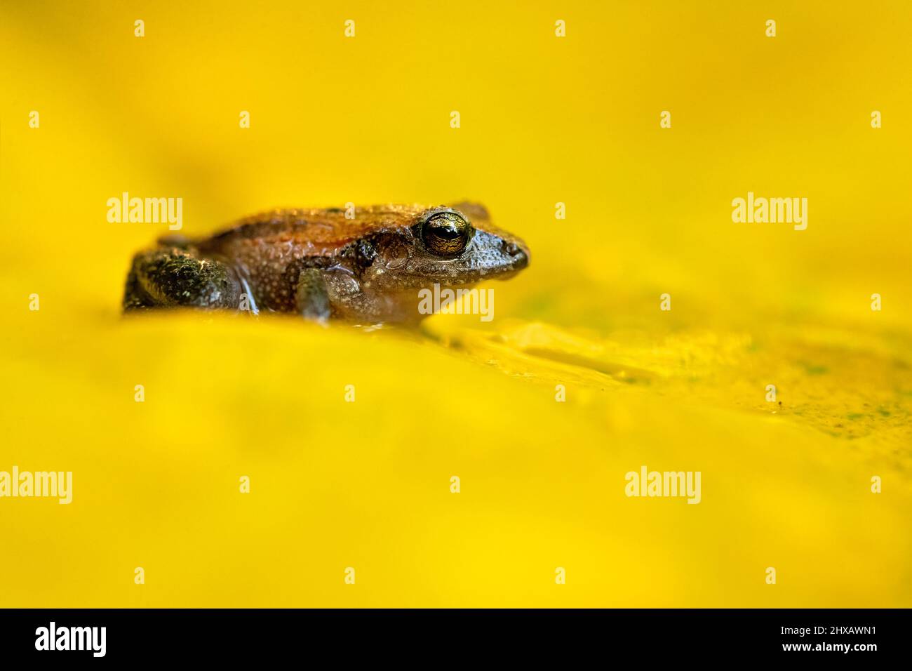 Craugastor stejnegerianus Banque de photographies et d’images à haute ...