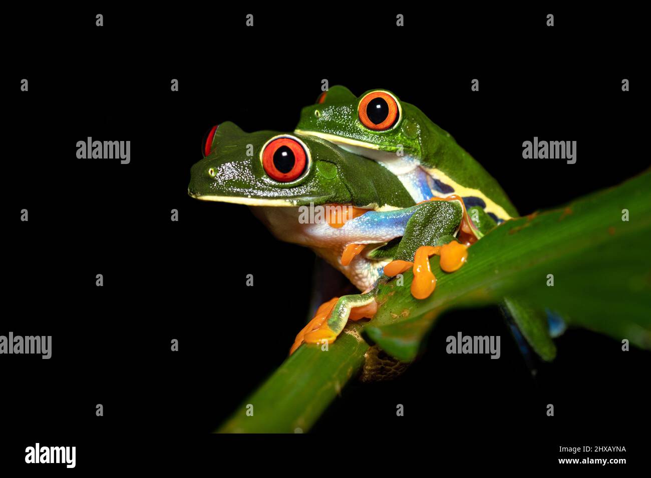 Hylid arboricole Banque de photographies et d’images à haute résolution ...