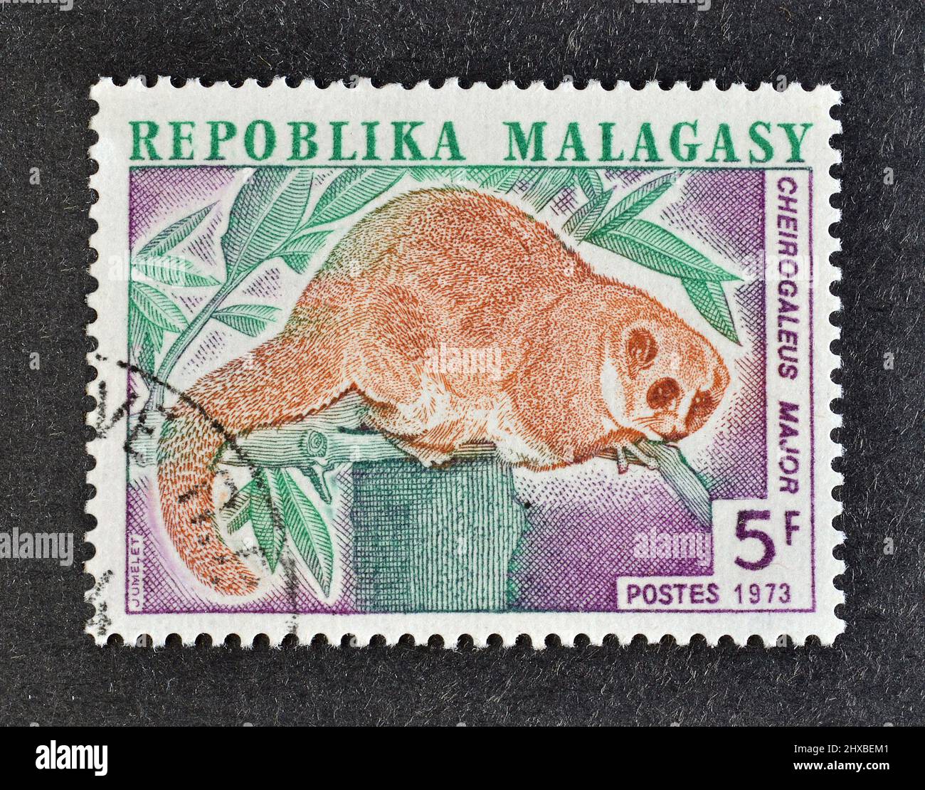 Greater dwarf lemur cheirogaleus major Banque de photographies et d ...