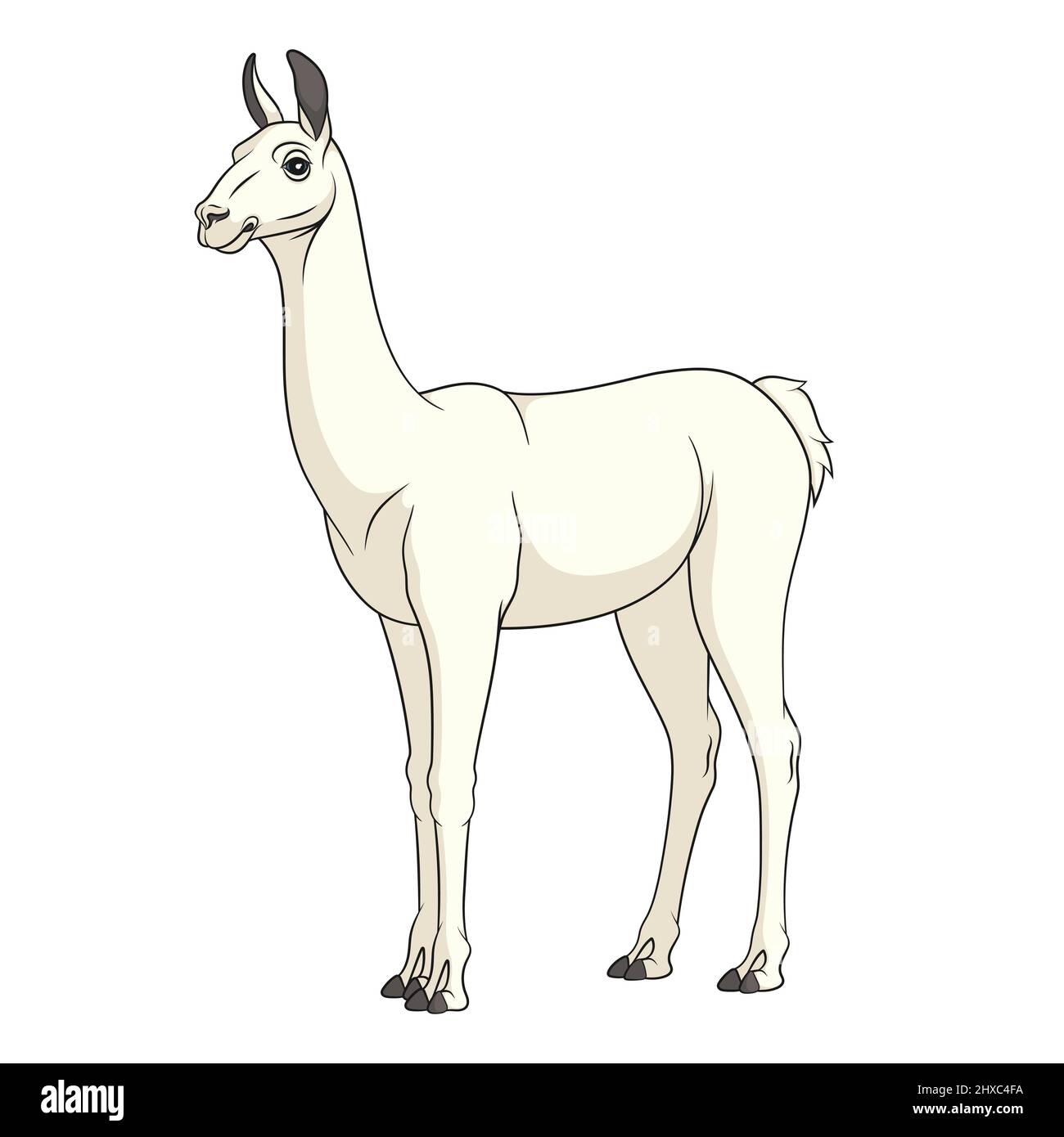 Un lama blanc Banque d'images vectorielles - Alamy