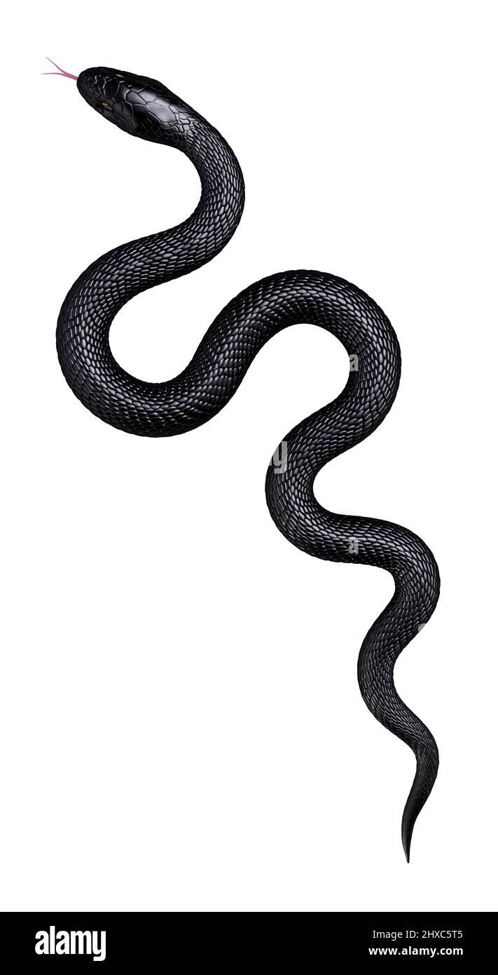 Serpent fond blanc vue de dessus Banque de photographies et d’images à ...