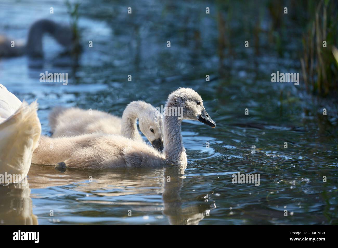 Jeunes cygnes Banque de photographies et d’images à haute résolution - Alamy