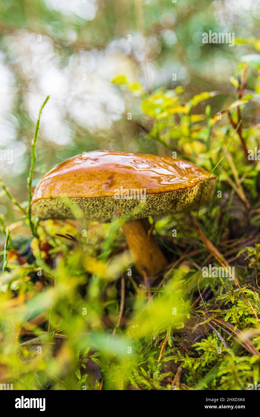 Bitter bolete tylopilus felleus Banque de photographies et d’images à ...
