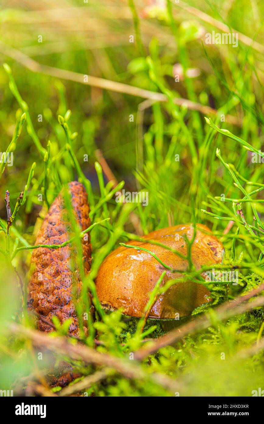 Bitter bolete tylopilus felleus Banque de photographies et d’images à ...