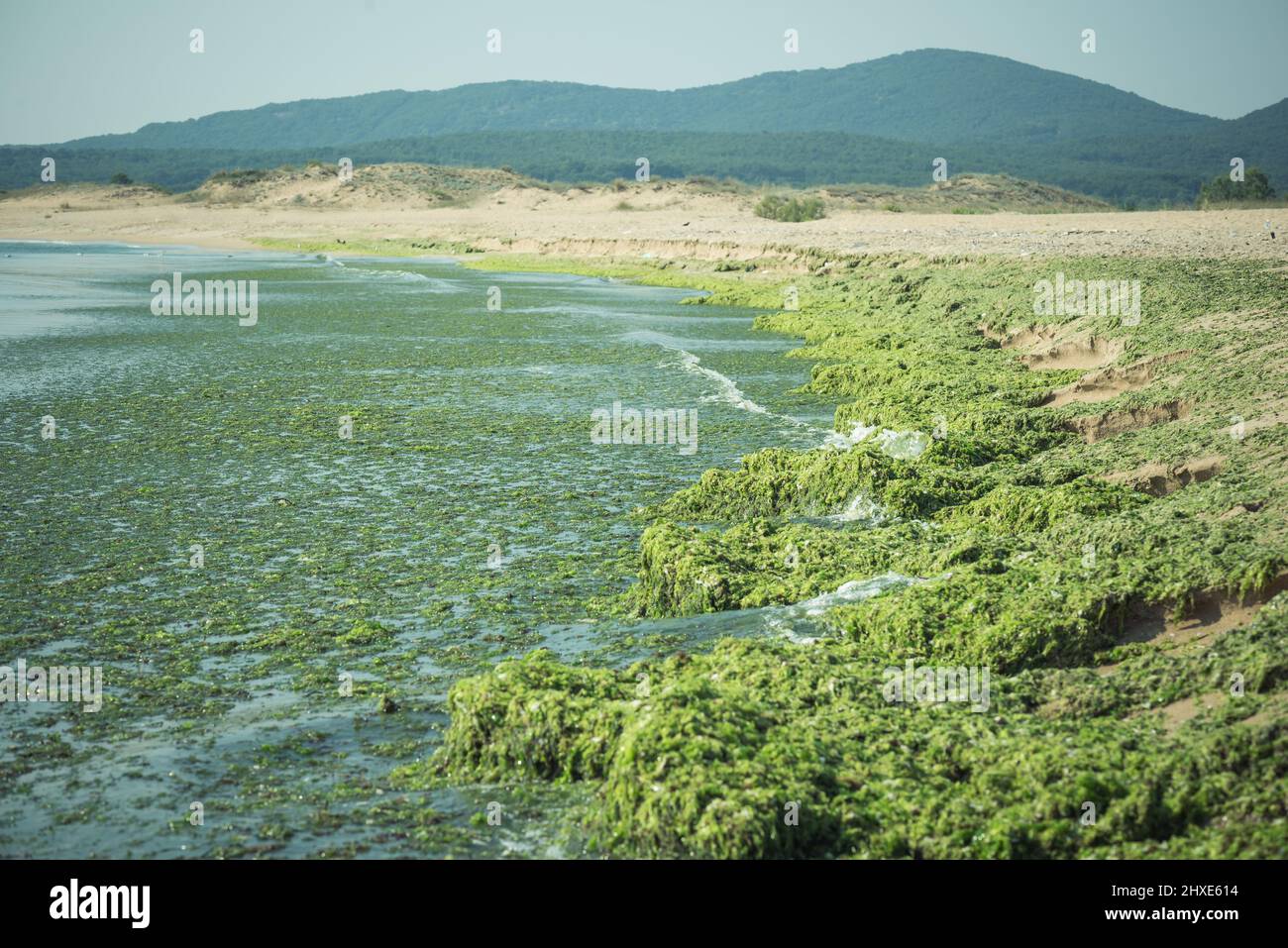 Ulva compressa Banque de photographies et d’images à haute résolution ...