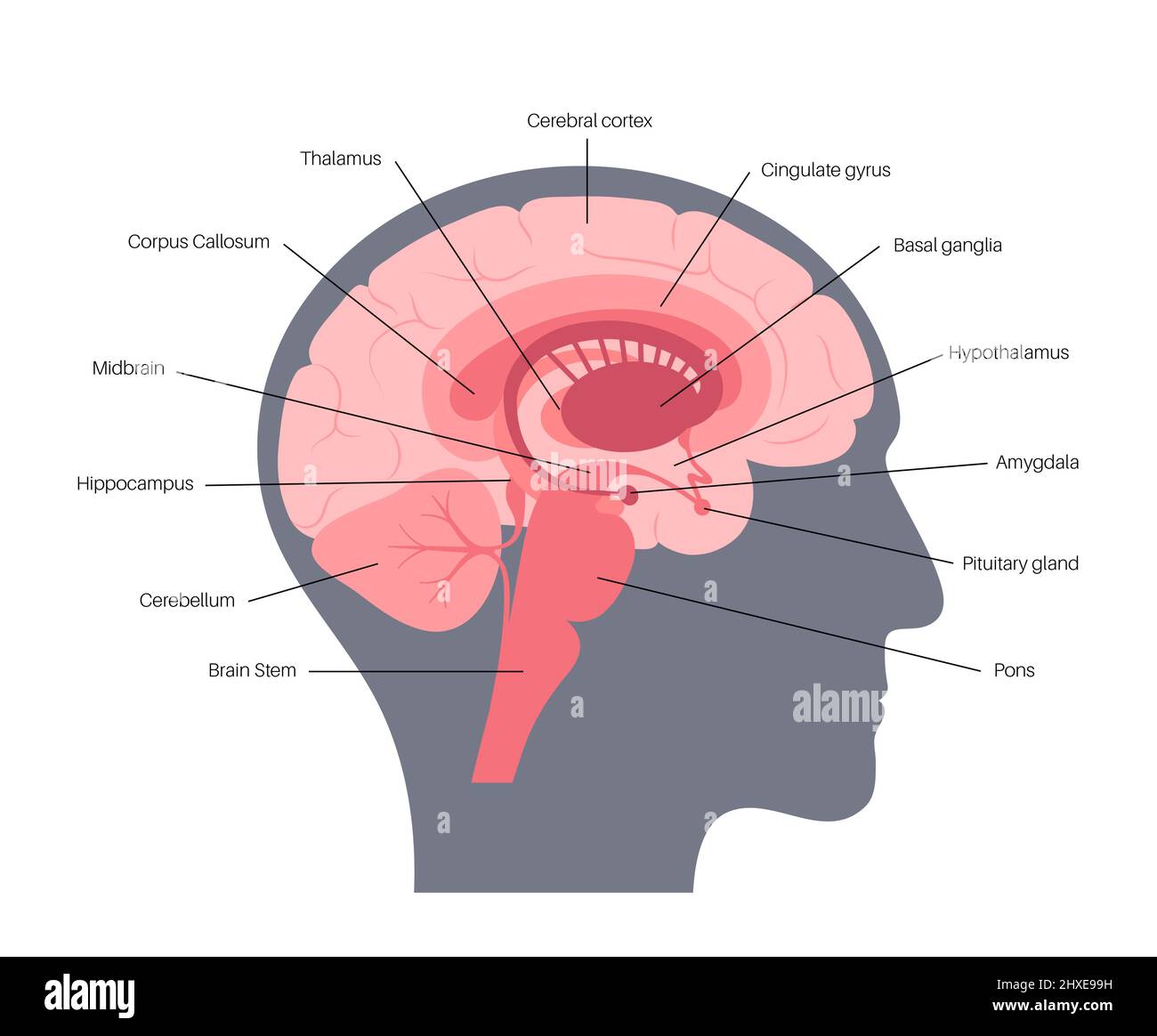 Anatomie du cerveau, illustration Photo Stock - Alamy